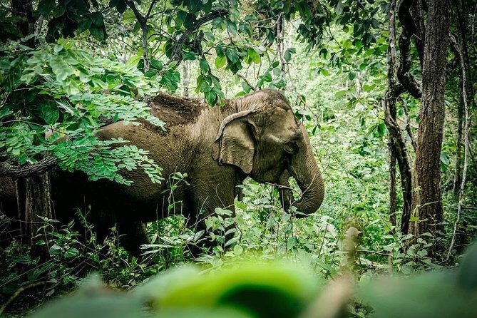 2-Day Kindred Spirit Elephant Sanctuary in Chiang Mai - What We Loved