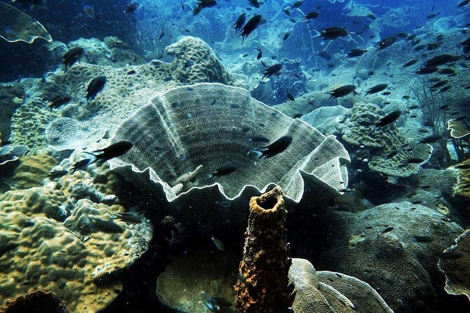 2-Day Scuba Diver Course in Koh Chang - Pricing and Value