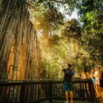 2-Day Waterfall and Daintree Tour - Exploring Queensland’s Natural Wonders
