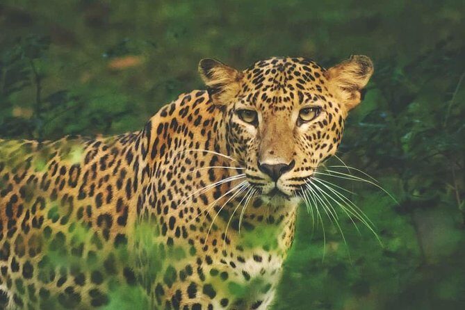 2- Days Private tour to Anuradhapura & Wilpattu National Park from Negombo - FAQs