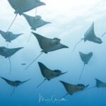 2 Dives in the morning for certified divers in Bora Bora - The Sum Up