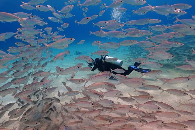 2 Fun Dives in Racha Yai or Noi for Certified Divers - The Value for Money