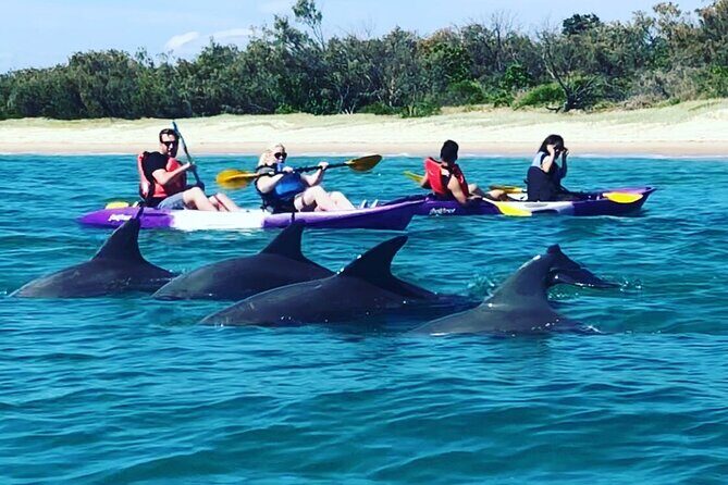 2 Hours Dolphin Kayaking & Snorkeling Tour on the Broadwater - The Guides and Group Size