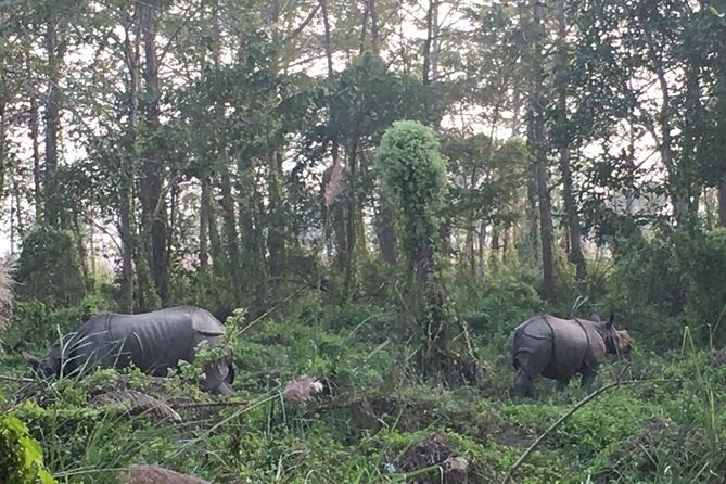2 Nights 3 Days Chitwan Wildlife Jungle Safari Package Tour - What Could Be Better?