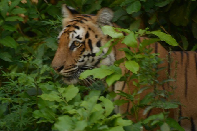 2 Nights Stay at Dhikala Zone in Jim Corbett National Park - Logistics and Practicalities