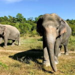 24-Day Cambodia Discovery: From Temple & Wildlife to Beaches - A Deep Dive into the 24-Day Cambodia Discovery Tour