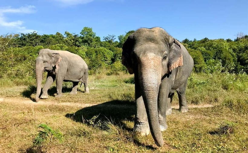24-Day Cambodia Discovery: From Temple & Wildlife to Beaches - A Deep Dive into the 24-Day Cambodia Discovery Tour