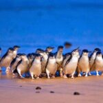 3 Day Combo: Great Ocean Road, Penguin Parade and FREE City Tour - Who Will Love This Tour?