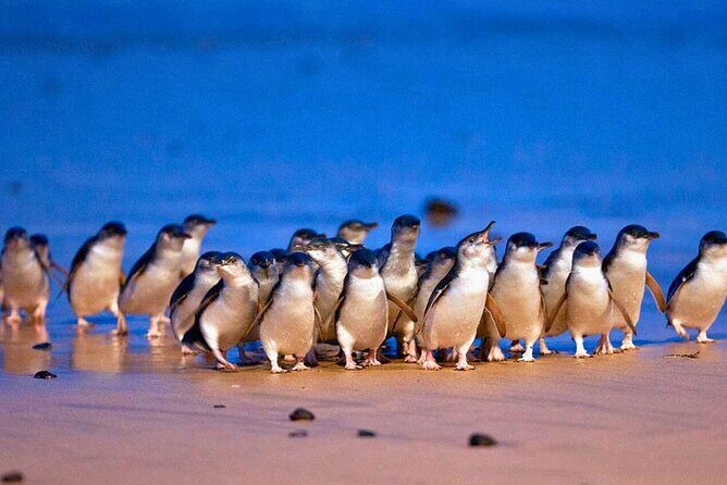 3 Day Combo: Great Ocean Road, Penguin Parade and FREE City Tour - Who Will Love This Tour?