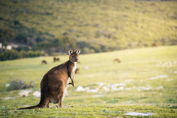 3-Day Kangaroo Island Adventure Tour - Practical Details and Value