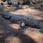 3-Day Komodo National Park Tour: Komodo Island and Rinca Island Trek - Day-by-Day Breakdown: What You’ll Experience