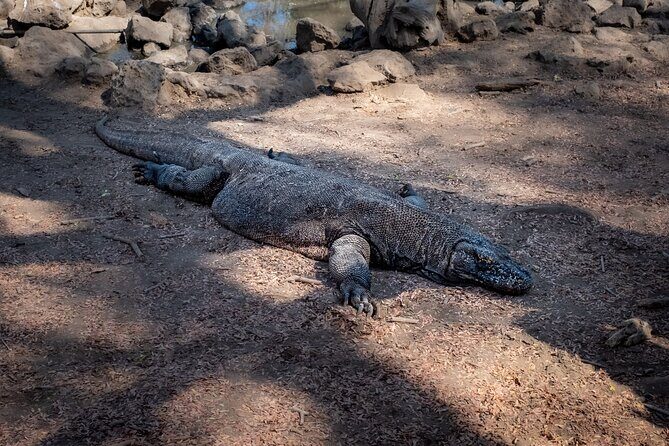 3-Day Komodo National Park Tour: Komodo Island and Rinca Island Trek - Day-by-Day Breakdown: What You’ll Experience