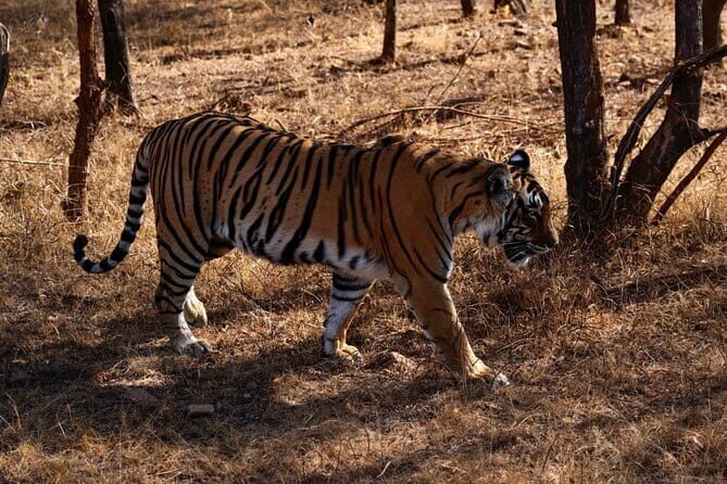 3 Day Ranthambore Wildlife Tiger Safari Tour from Delhi - What Makes This Tour Stand Out?