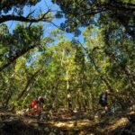 3 Day Shuttle MTB Weekend Adventure in Nelson - Day 2: Wairoa Gorge Bike Park
