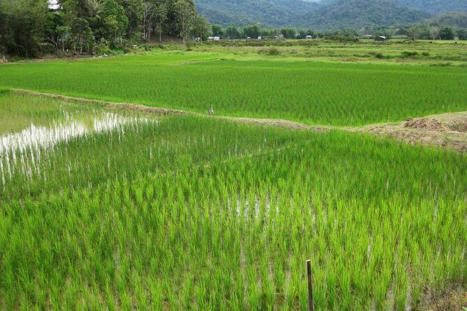 3 Days 2 Nights Bario Highlands Tour - Deep Dive into the Experience