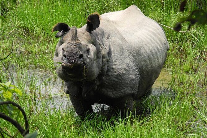 3 Days Chitwan Jungle Safari - What’s Included and What’s Not