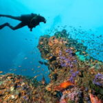 3 Fun Dives for Certified Diver Phi Phi islands &Shark Point - What You Can Expect from This Tour