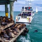 3-Hour Dolphin and Seal Sightseeing Cruise, operated with swim tour passengers - Practical Tips for a Smooth Trip
