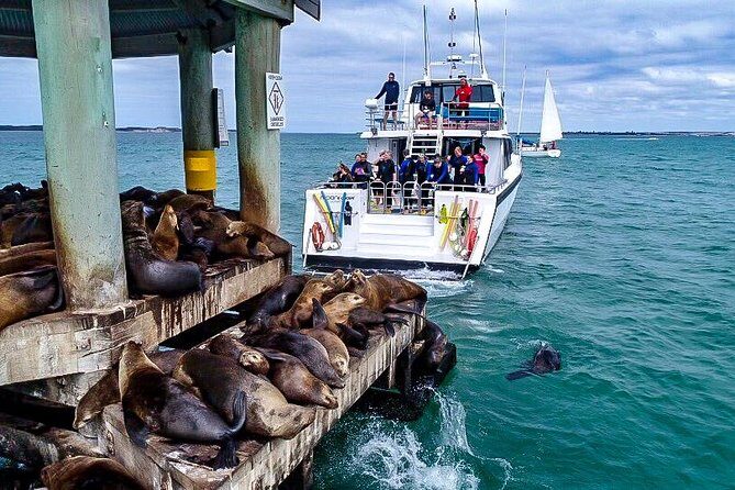 3-Hour Dolphin and Seal Sightseeing Cruise, operated with swim tour passengers - Practical Tips for a Smooth Trip