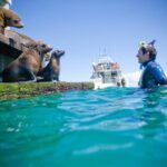 3 hour Dolphin and Seal Swim (NOV-APR) - Final Thoughts: Is This Tour Worth It?