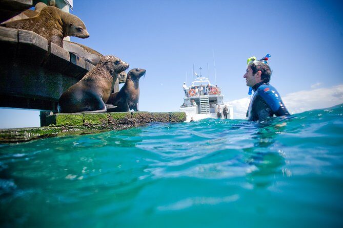 3 hour Dolphin and Seal Swim (NOV-APR) - Final Thoughts: Is This Tour Worth It?