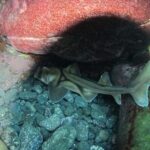 3-Hour Kayak and Snorkeling Experience in Batemans Bay - What to Expect: A Detailed Look at the Tour