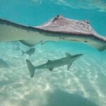 3-hour Lagoon Snorkeling Tour - Private Tour - Why This Tour Stands Out
