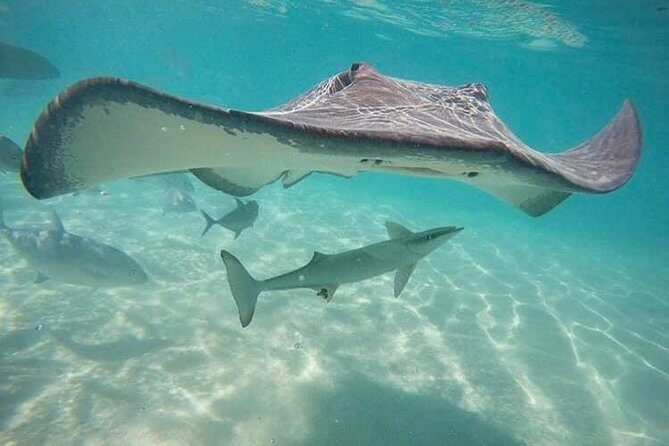 3-hour Lagoon Snorkeling Tour - Private Tour - Why This Tour Stands Out