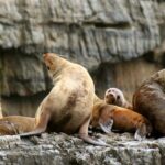 3-Hour Tasman Peninsula Wilderness Cruise from Port Arthur - The Itinerary in Detail