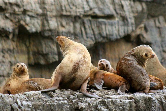 3-Hour Tasman Peninsula Wilderness Cruise from Port Arthur - The Itinerary in Detail