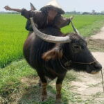 3 Hours Hoi An Countryside Bicycle Tour - Practical Details and Value