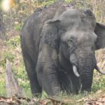 3 Nights 4 Days Bardia Tiger Tracking Tour | Bardia Jungle Safari - Day 2: Jeep Safari into the Wilderness