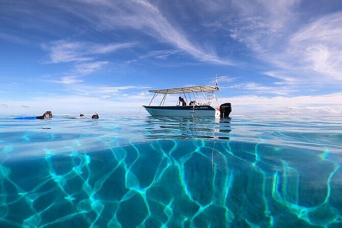 3h dolphin and snorkeling tour in a wild lagoon with Mobydick - Final Thoughts