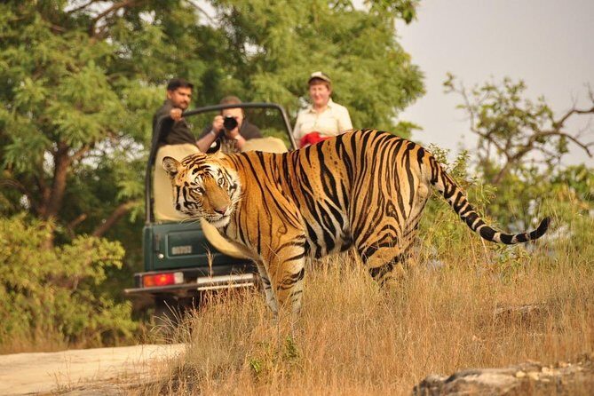 4 Day Golden Triangle with Ranthambore Tiger Safari from Delhi - Exploring the Itinerary