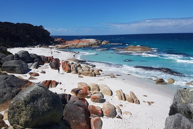 4 Day Wild Tasmania Tour / Wildlife, Nature, Hiking / Inc. Accom - What Makes This Tour Stand Out for Travelers