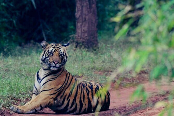 4 days Golden Triangle Tour from Delhi with Leopard jeep safari - Who Will Get the Most Out of This Experience?