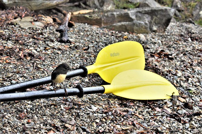 4-hour Lake Mapourika Kayak and Hike adventure, with Okarito Kiwi Sanctuary - Overview of the Experience