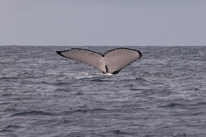 4 Hours of Humpback Whale Watching in Tahiti - Price and Value