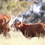 45 Minutes Private Tour at Warrawindi Farms - A Closer Look at Warrawindi Farms: What You Can Expect