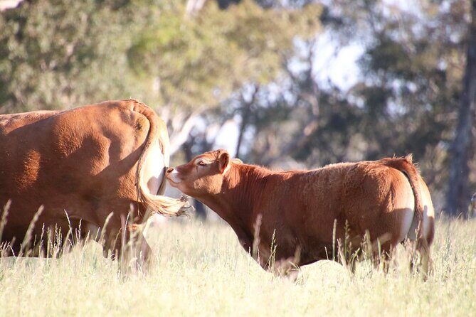 45 Minutes Private Tour at Warrawindi Farms - A Closer Look at Warrawindi Farms: What You Can Expect