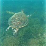 4H Snorkeling and Fishing Cruise on Magnetic Island - Fishing: A Treasure Hunt on the Water