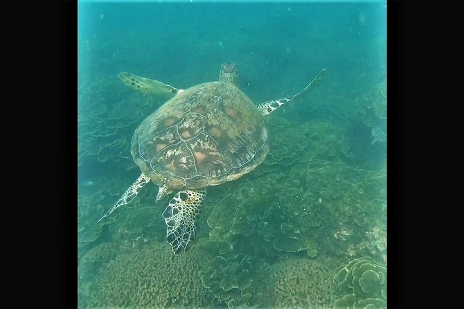 4H Snorkeling and Fishing Cruise on Magnetic Island - Fishing: A Treasure Hunt on the Water