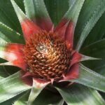 4x4 Tour - Craft and Agritourism Culture in Raiatea - What Do Travelers Say?