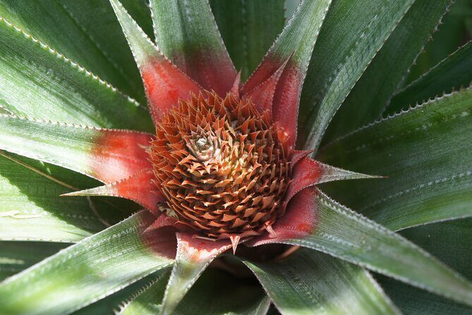 4x4 Tour - Craft and Agritourism Culture in Raiatea - What Do Travelers Say?