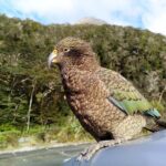 5 Day South Island Tour from Queenstown including Stewart Island - Who Should Consider This Tour?