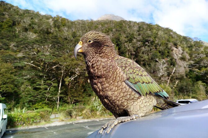 5 Day South Island Tour from Queenstown including Stewart Island - Who Should Consider This Tour?