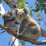 5 Days 4 Nights: Melbourne Package tour - What This Tour Means for You