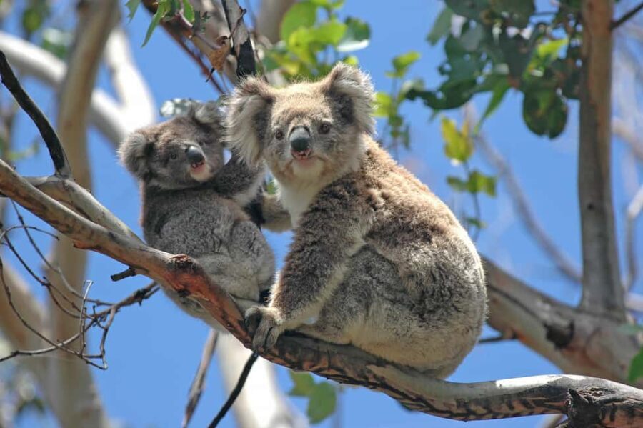 5 Days 4 Nights: Melbourne Package tour - What This Tour Means for You