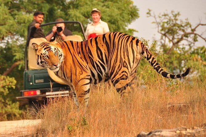 5 Days Golden Triangle Tour with Ranthambore Delhi, Agra, Jaipur - Authentic Tips for Travelers