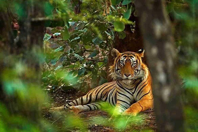 5 Days Golden Triangle with Ranthambore Tiger Safari - The Experience of Transportation and Accommodation
